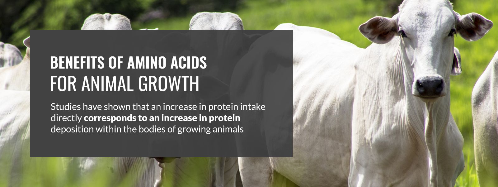 Amino Acids for Animal Health | Kemin Asia Pacific